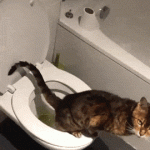 Snowball Aint Having It – Pets Home